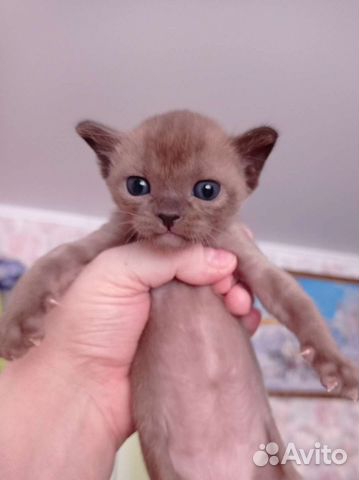 Европейская Бурма- котята