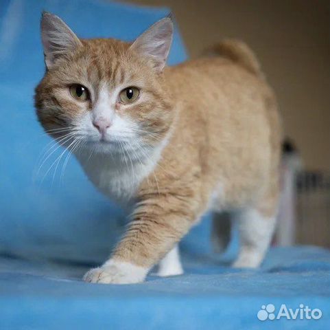 Щекастый котик ищет дом