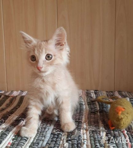 Котёнок девочка ищет любимых хозяев