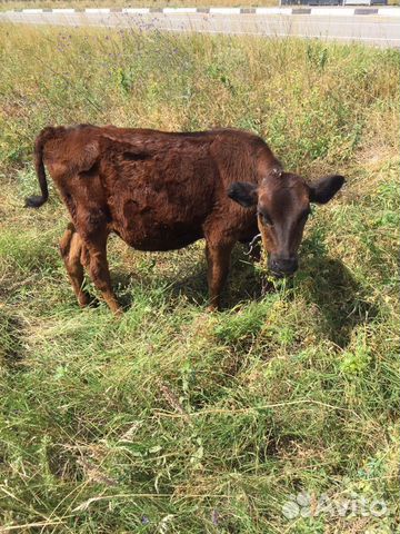 Бычок 4 месяца