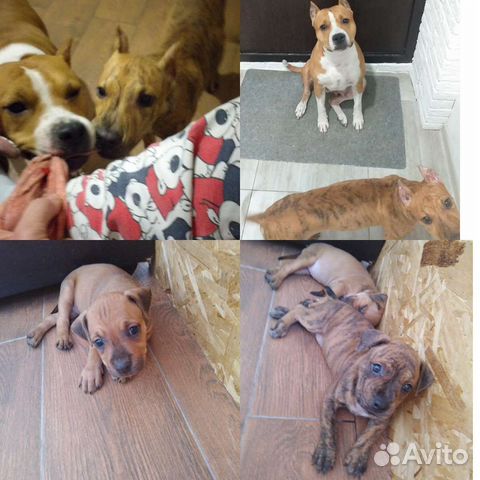 Стаффордширский терьер