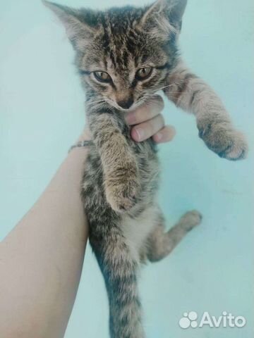 Кошка