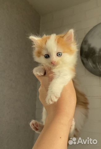 Милый пушистик