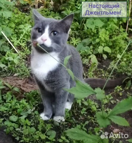 Верные друзья-компаньоны ищут себе дом