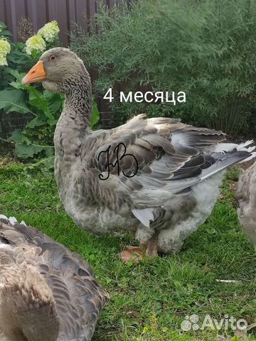 Тулузские гуси, утки Руанская, Каюга, куры