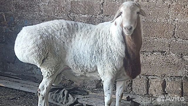 Баран гиссарский
