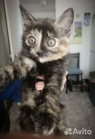 Котенок девочка 2 месяца трехцветная