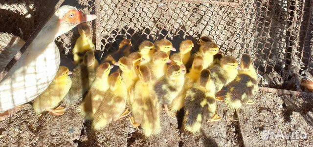 Продаю индоутку с индоутятами