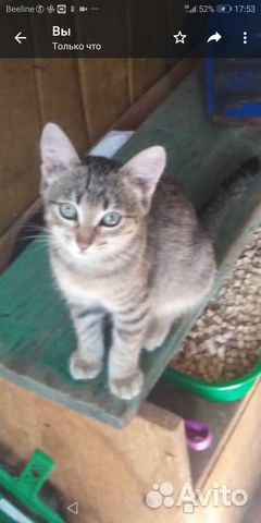 Котята ищут дом