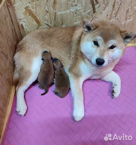 Шиба сиба ину спб