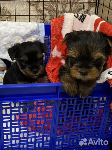 Йоркширский терьер