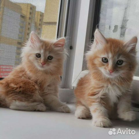 Курильский бобтейл котята