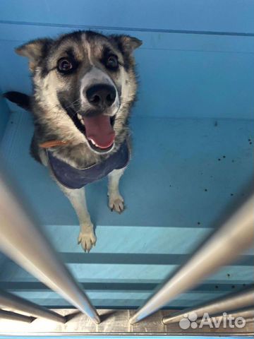 Метис хаски