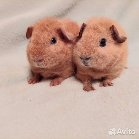 Морские свинки Рексики плюшевые