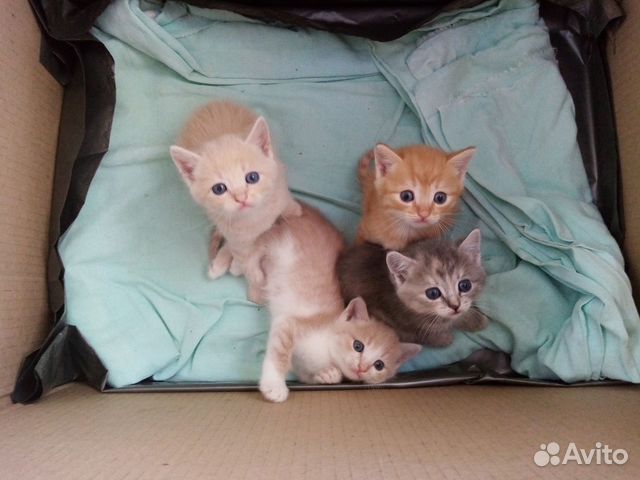 Домашние котята в добрые руки