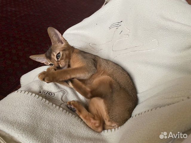Абиссинская кошечка Инга