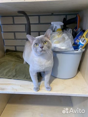 Кот на вязку бурма лиловый