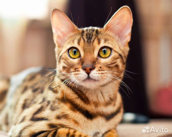Бенгальская кошка ищет жениха
