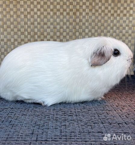 Морская свинка белая панда