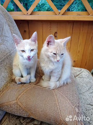 Котята