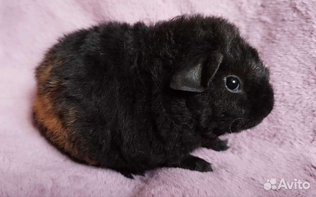 Морская свинка девочка