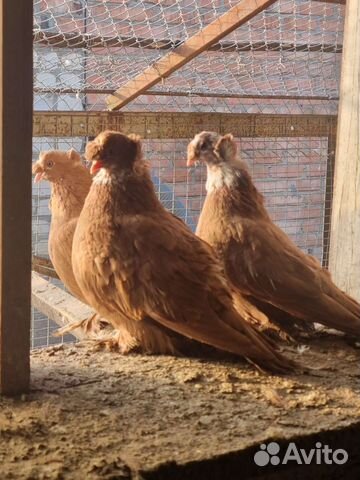 Продажа голубей благодарненские жёлтые