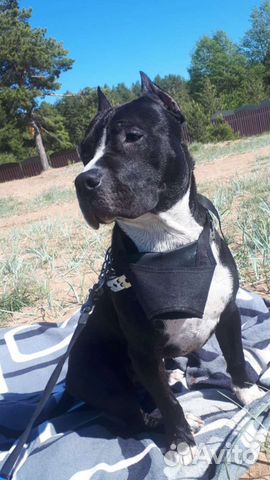 Вязка Амстаффа