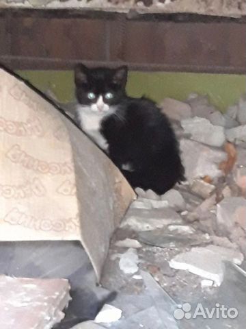 Котенок в добрые руки