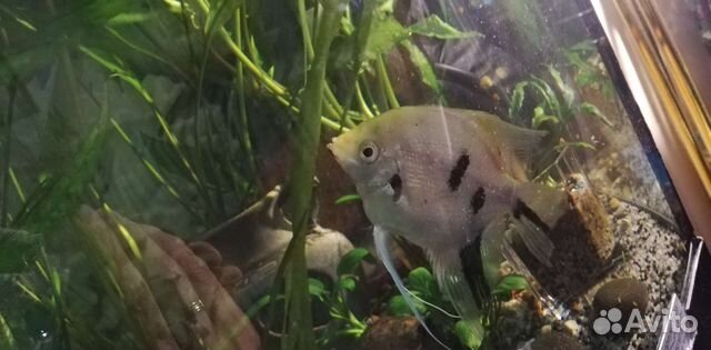 Скалярия жемчужина