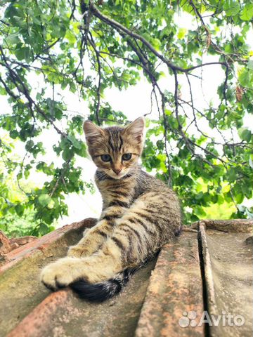 Отдадим котят с Шатландской помесью