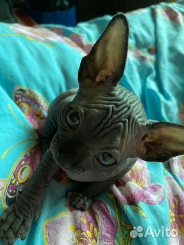 Конский сфинкс. Котята