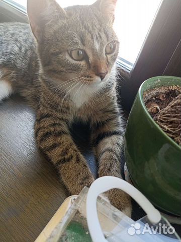 Европейская. Котенок. Девочка