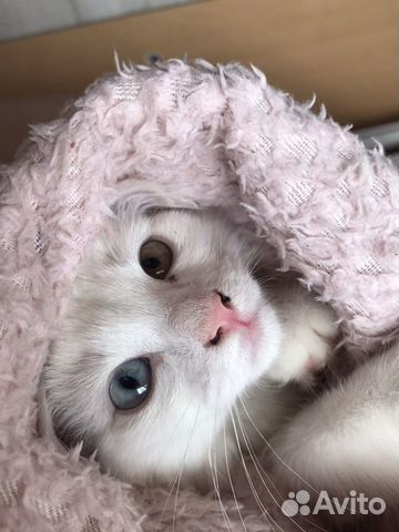 Кошечка, котенок в добрые руки ангорская белая