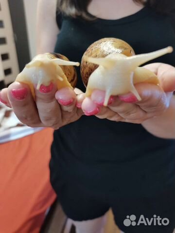 Продам улиток