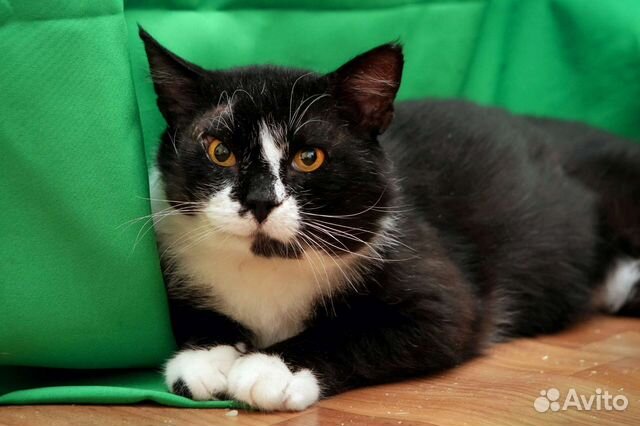 Ласковый Вася