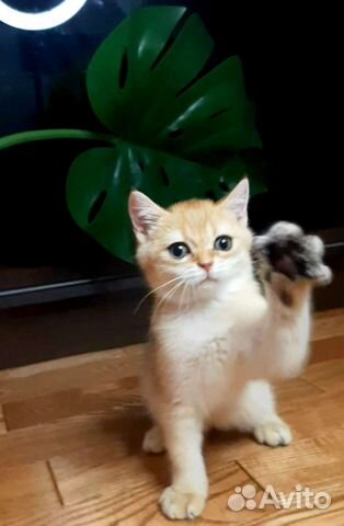 Британские золотые котята