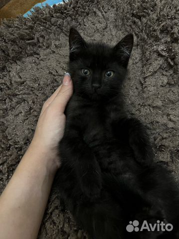 Отдам котенка в добрые руки