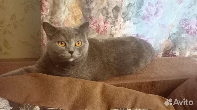 Шотланская кошка