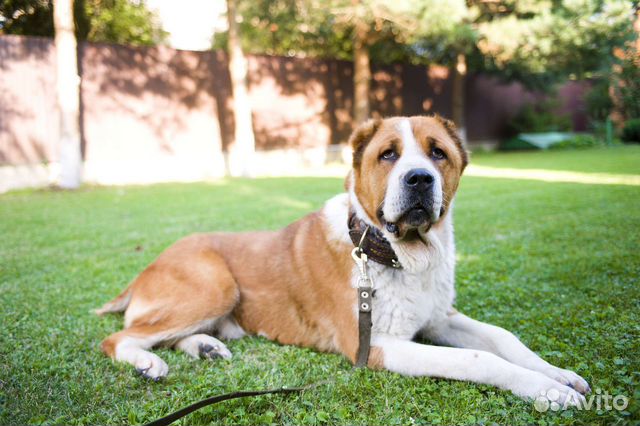 Алабай в добрые руки