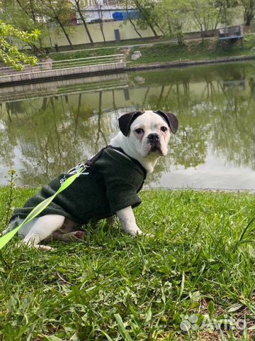 Французский бульдог