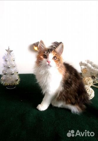 Девочка Курильского бобтейла