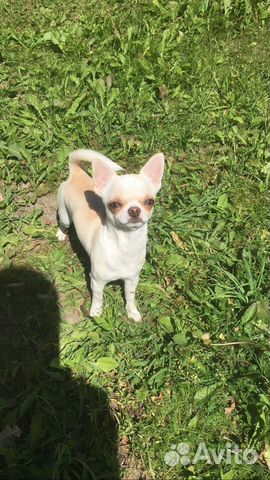 Чихуахуа супер мальчик кремовый