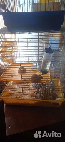 Декоративные мыши