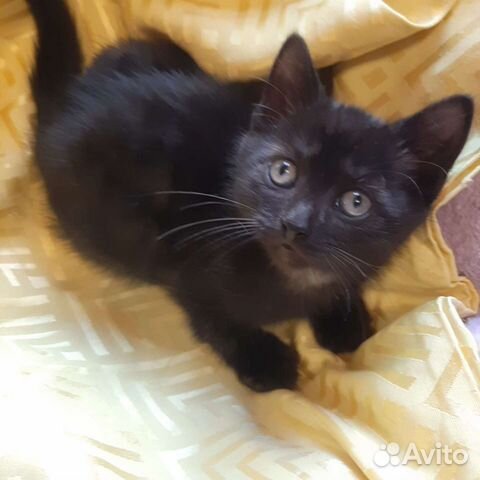 Маленький пантерёныш