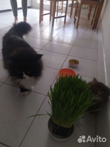 Котенок домашний сибирячок