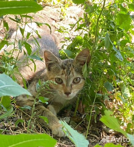 Разноцветный котенок