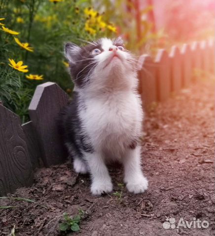 Котята от кошки мышеловки с гладкой шерстью