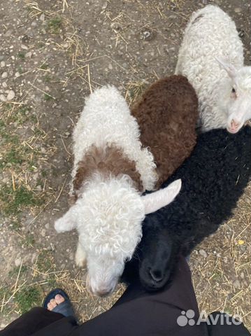 Ягнята подсосные 4-месячные