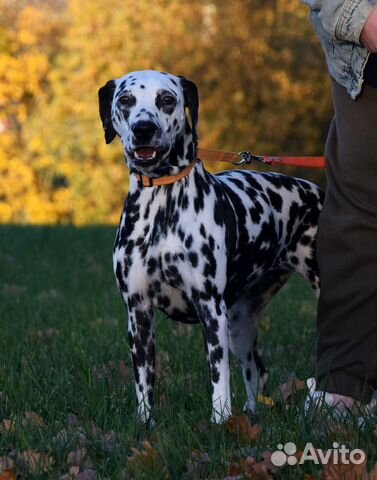 Ищет новый дом молодая девочка