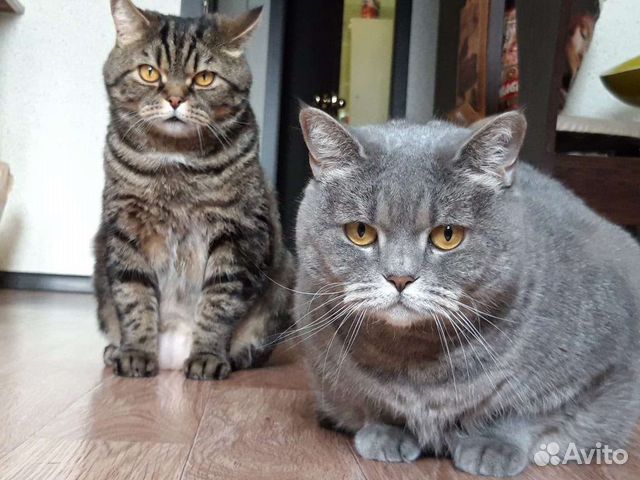 Кошка в дар бесплатно